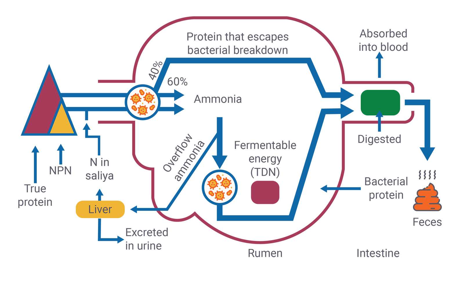 Bypass Protein Technology for high yielding cows - Borregaard