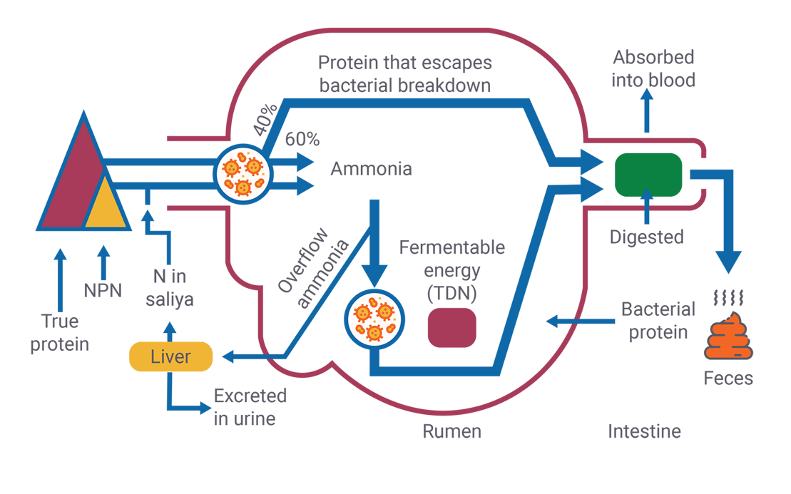 Bypass Protein Technology for high yielding cows - Borregaard