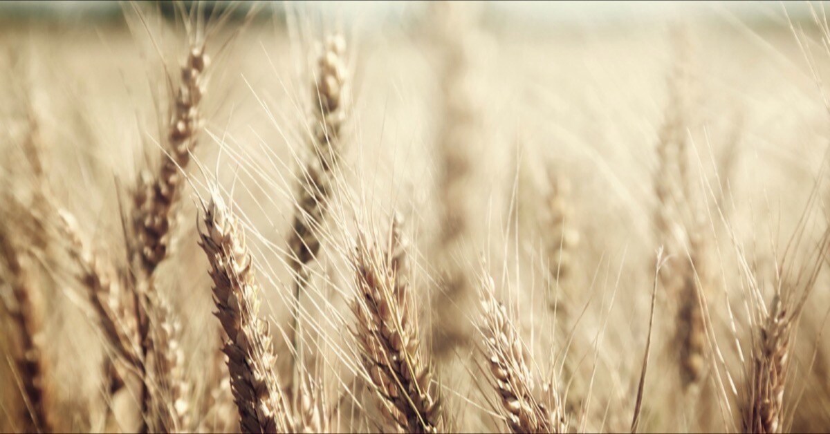 Credit Facilities - Borregaard