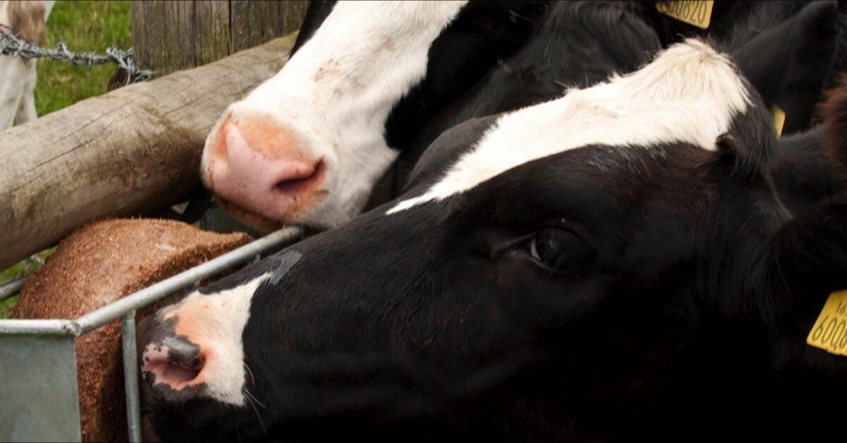 Binder for animal feed blocks - Borregaard