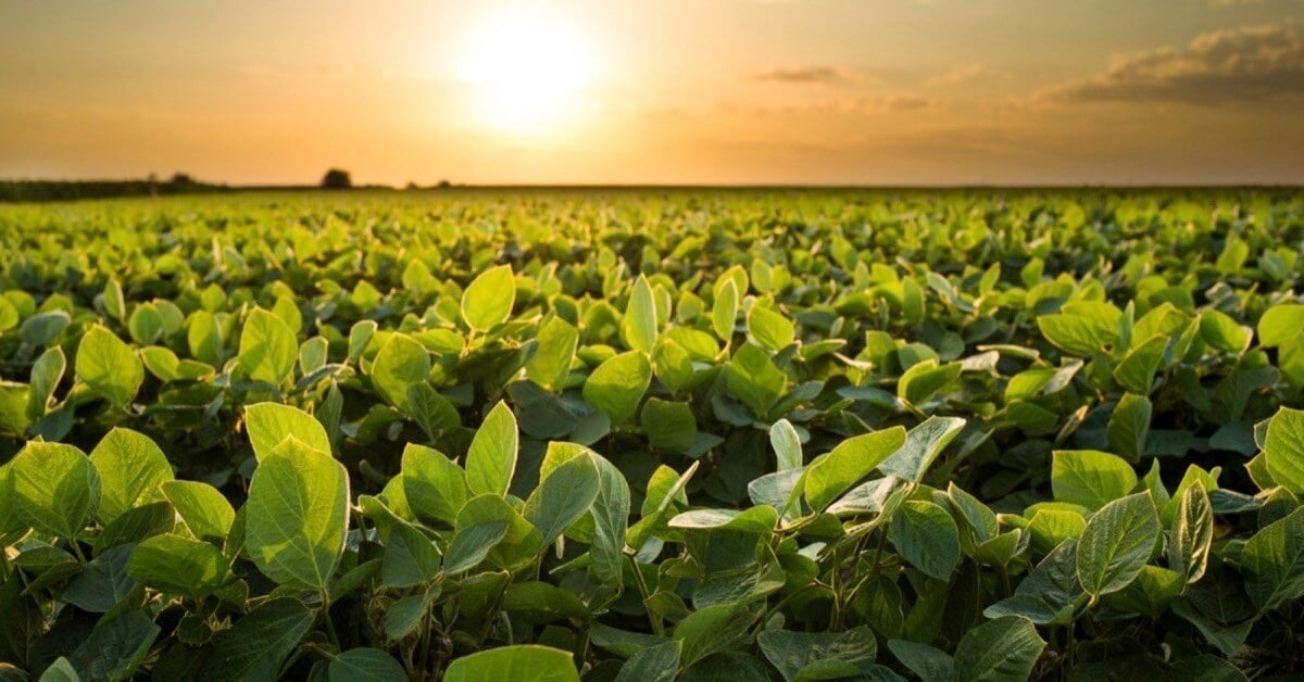 SoyPass: Soy-based bypass protein for high-yielding cows - Borregaard